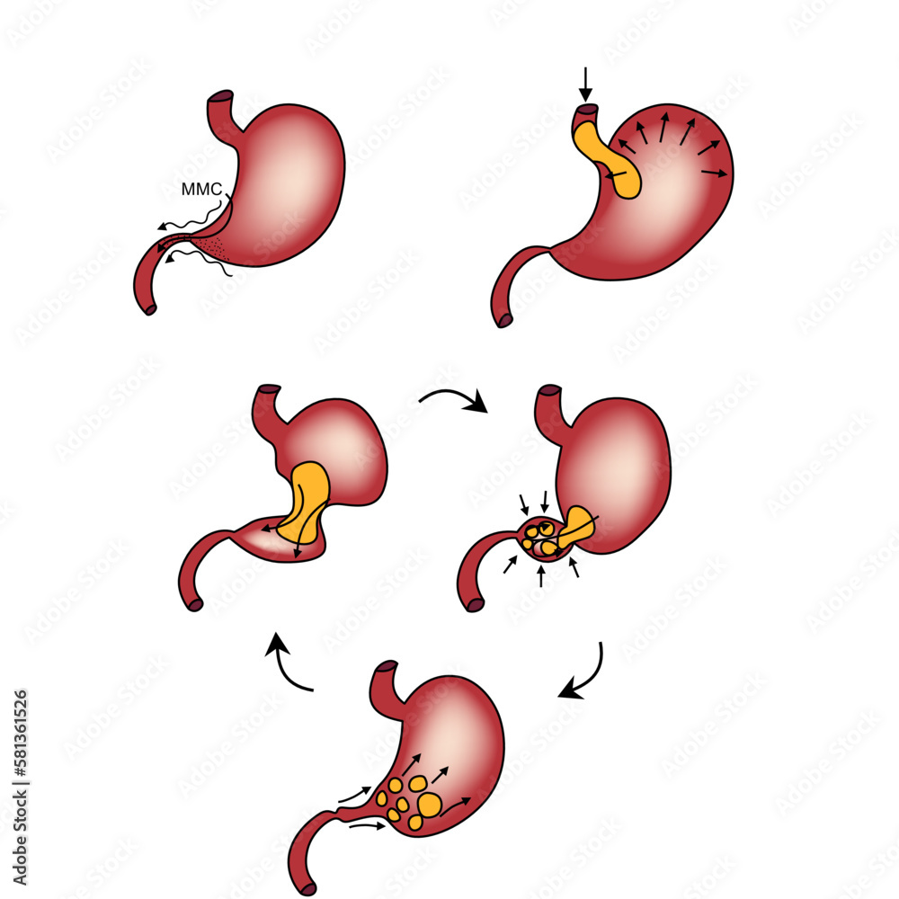 Anatomy & Physiology of the Stomach explanation vector illustration ...