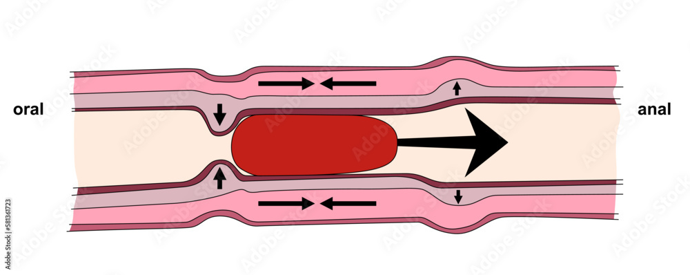 Physiology of the Digestive System, Gi tract intestine movement slice ...
