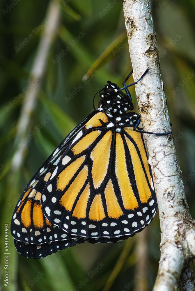 Monarch butterfly - Danaus plexippus, beautiful popular butterfly from ...