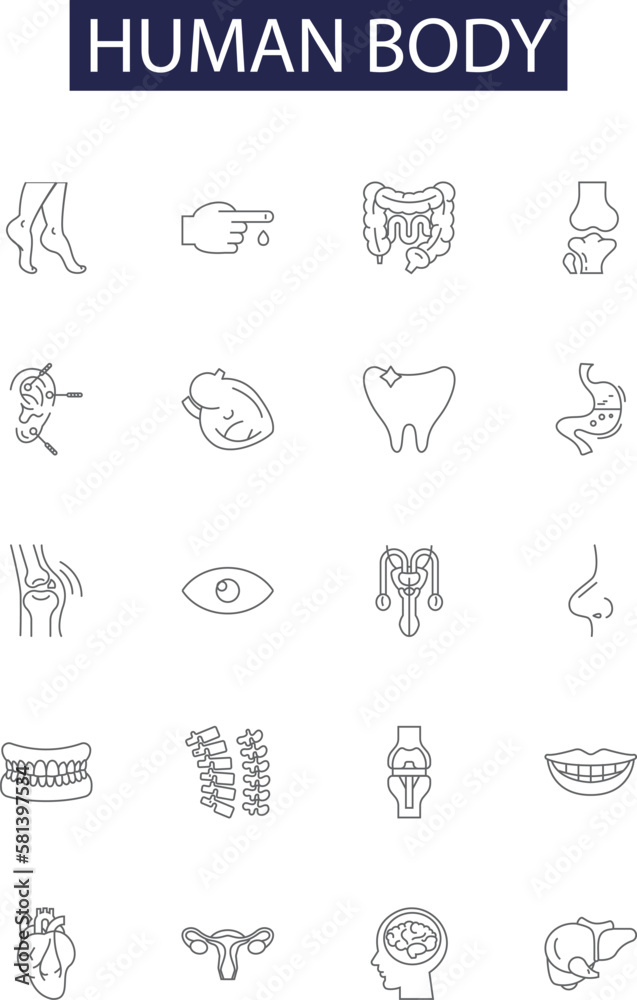 Human body line vector icons and signs. Skeleton, Muscles, Ligaments ...
