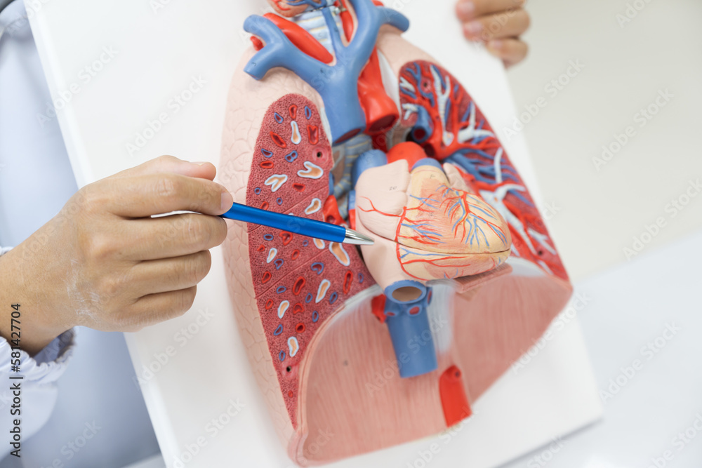 Doctor hand pointing lung and heart anatomy human model .Part of human ...