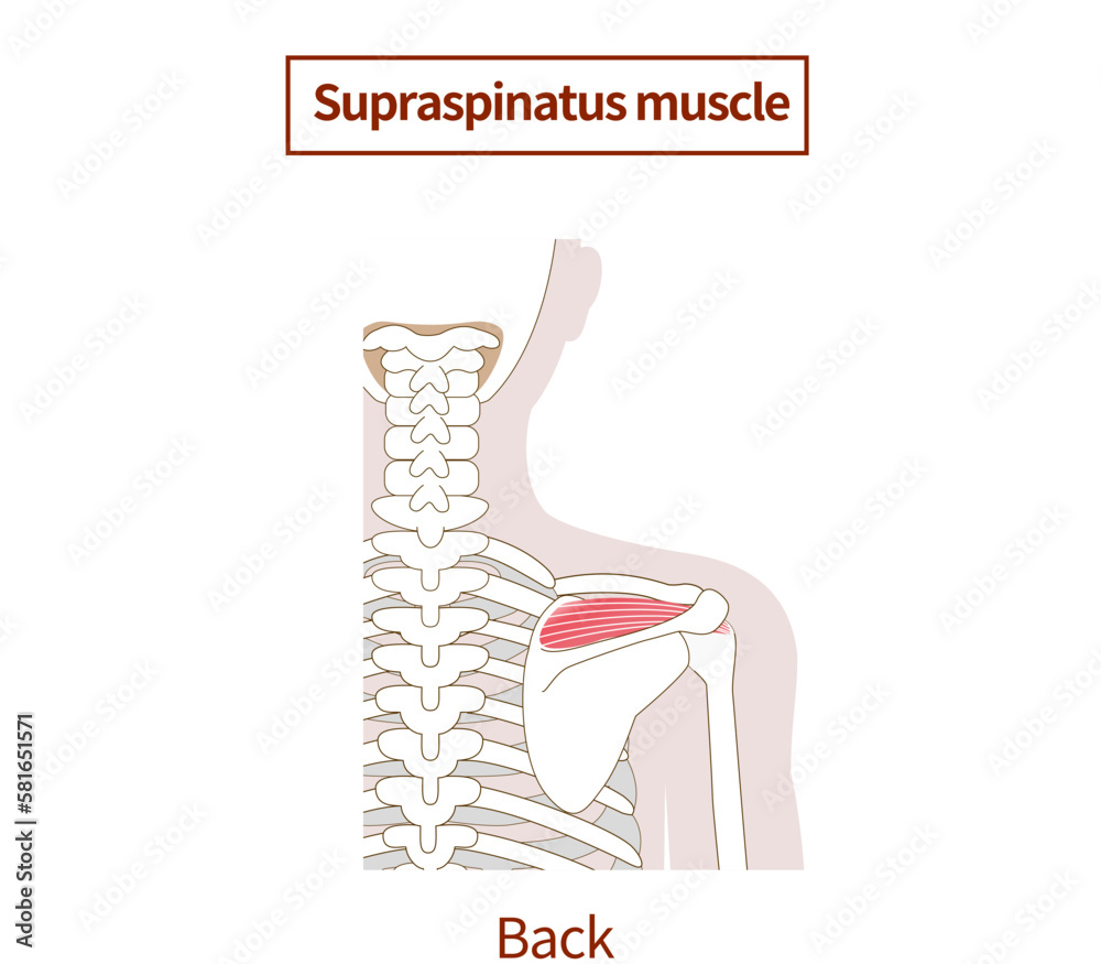 Illustration of the anatomy of the Rotator Cuff supraspinatus muscle ...