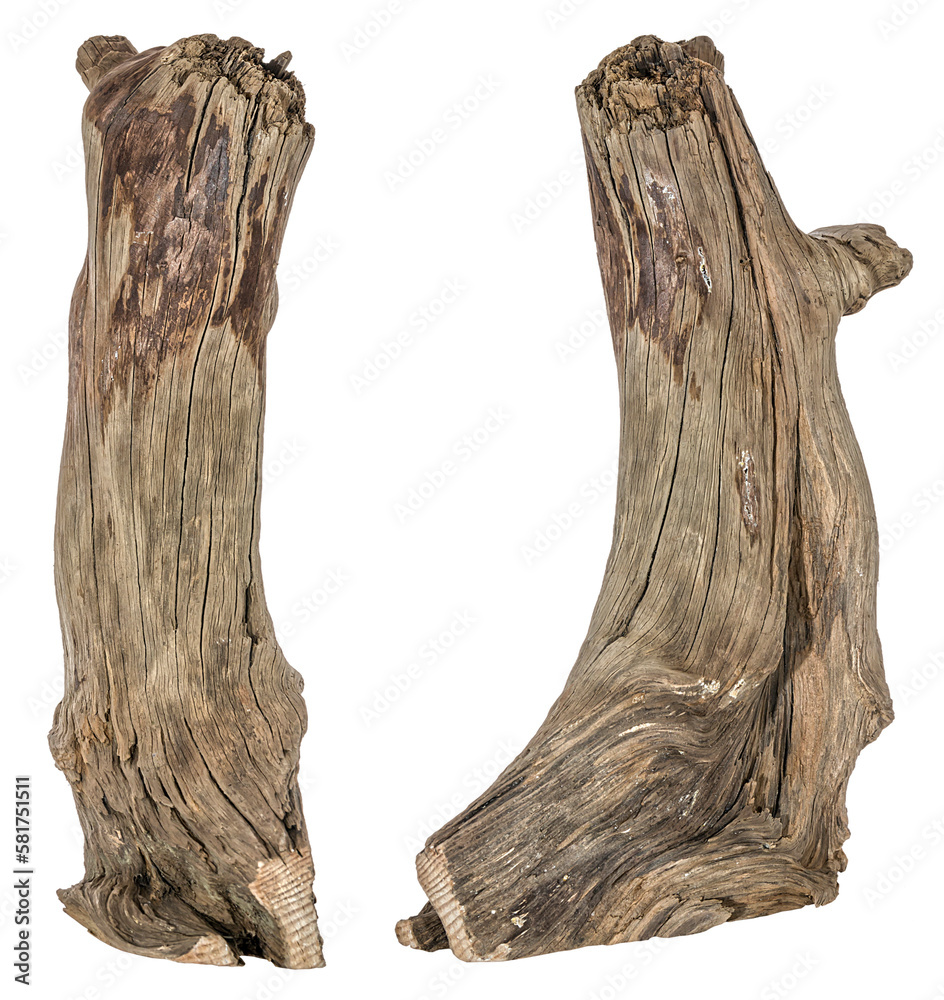 collection of a piece of a root / trunk river wood, driftwood, natural ...