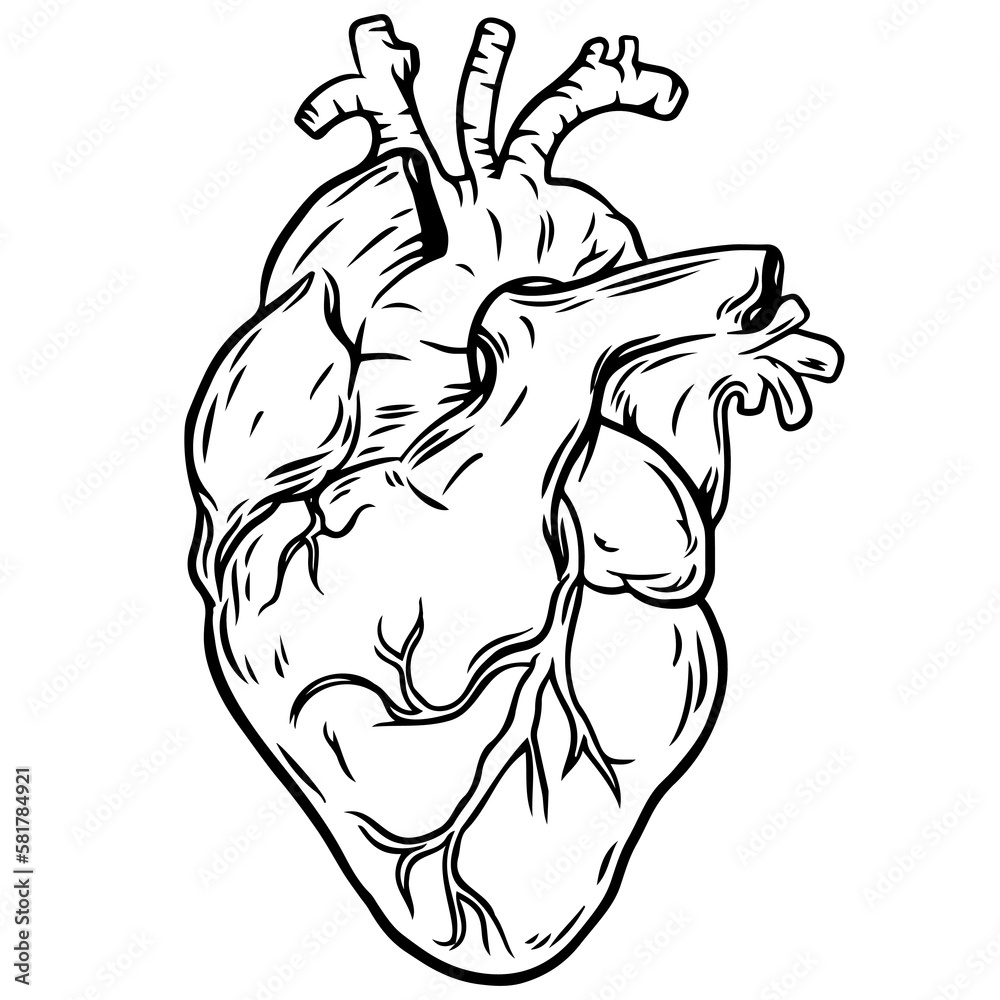 Human Heart Anatomy. Vector illustration in black and white colors ...