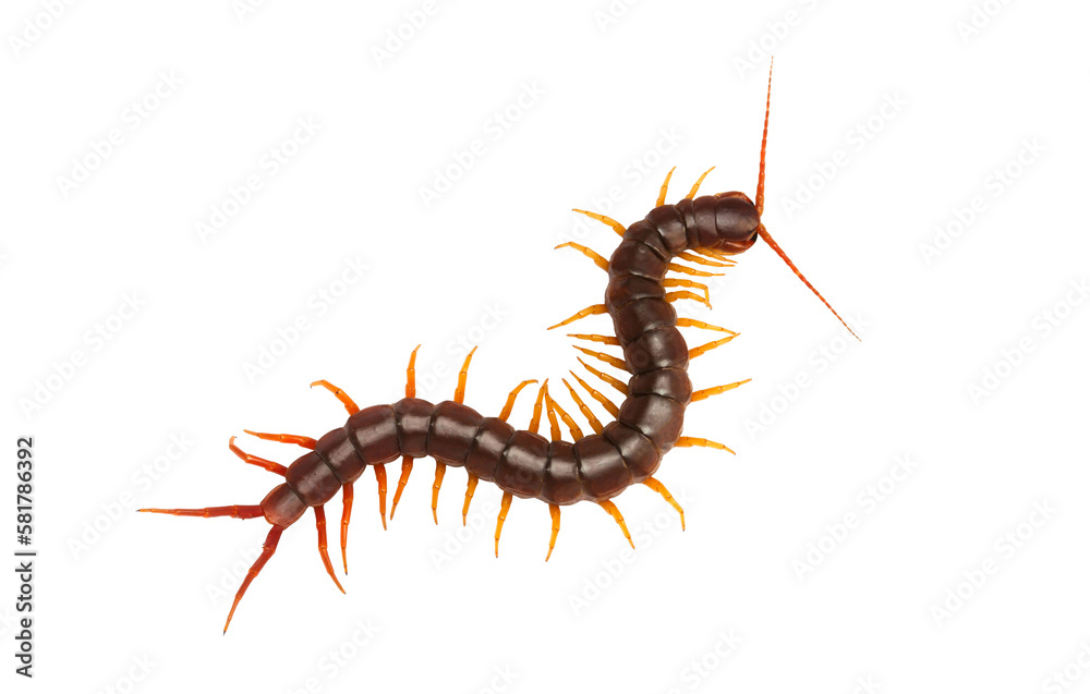 Centipede (Scolopendra sp.) Giant centipede isolated on transparent ...