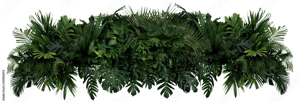 Plant leaves Green nature Tropical forest isolated on transparent ...