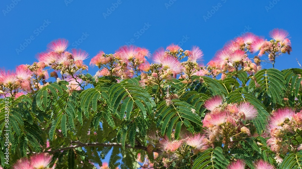 Albizia julibrissin, the Persian silk tree or pink silk tree, native ...