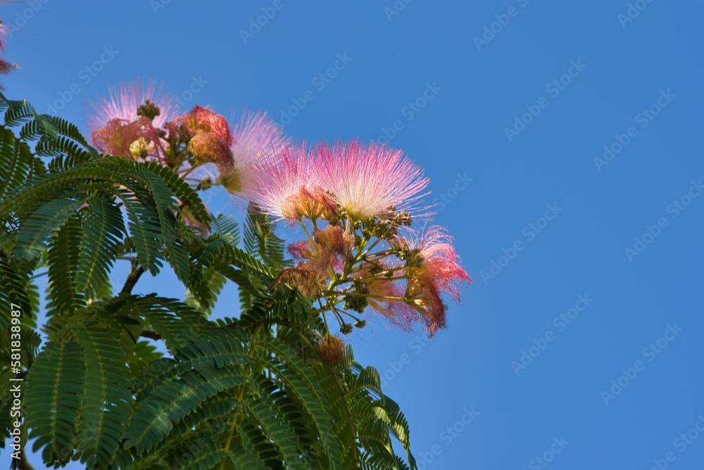 Albizia julibrissin, the Persian silk tree or pink silk tree, native ...