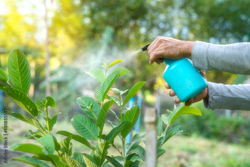 Hands are using a proxy to spray a mixture of insecticide and spray the ...