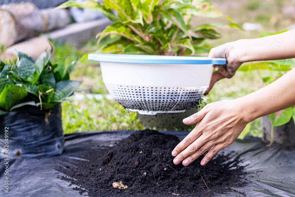 Preparation of soil mixture from fertile compost, humus and vermiculite ...