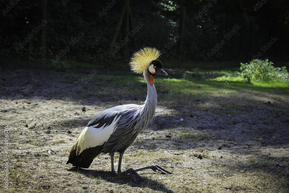Crowned crane walks in a green park on a sunny day Stock Photo | Adobe ...