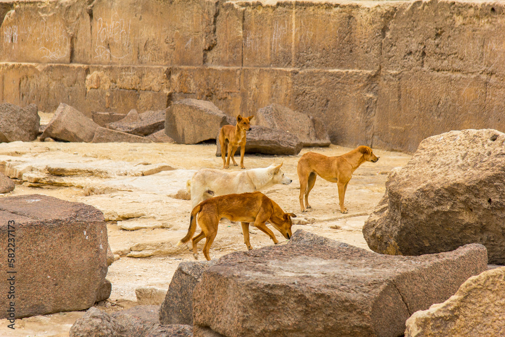 Stray dogs scavenging at the base of the Great Pyramids of Giza in ...