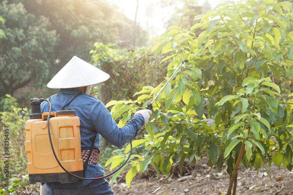 Asian gardener uses herbicides, insecticides chemical spray to get rid ...