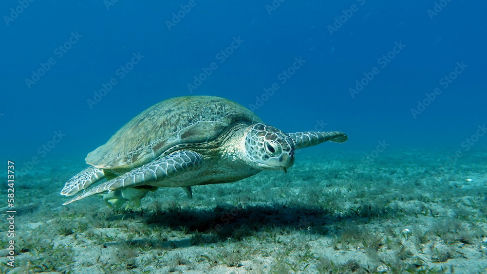 Big Green turtle on the reefs of the Red Sea. Green turtles are the ...
