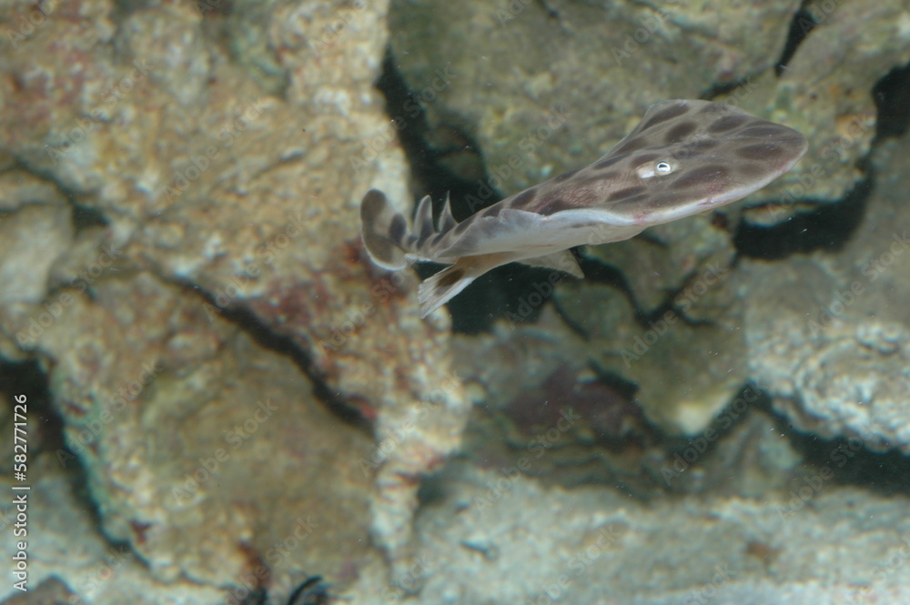 Electric ray fish underwater shot in the lake. Wild life animal. Fish ...