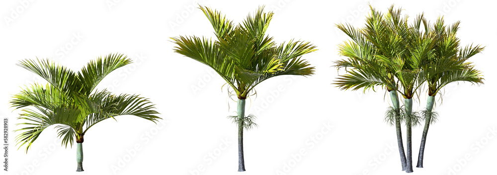 Palm trees shapes on transparent backgrounds 3d illustration png Stock ...