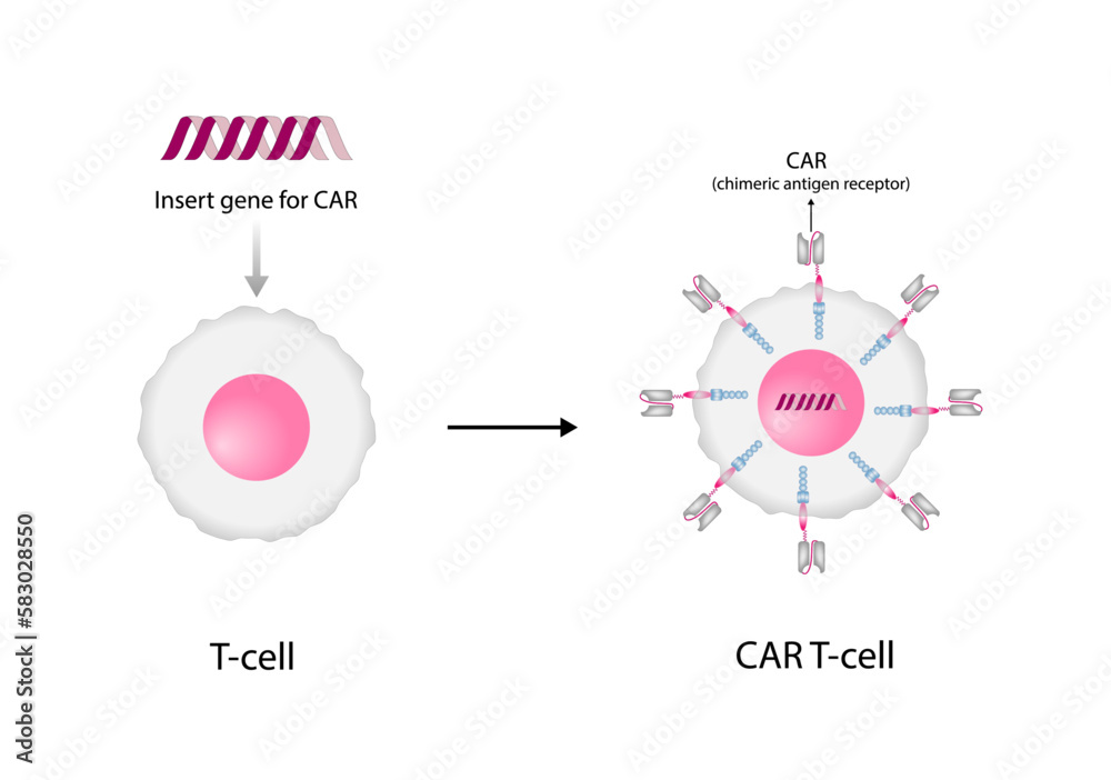 T-cell and Chimeric antigen receptor T cell ,CAR T cell, for use in ...