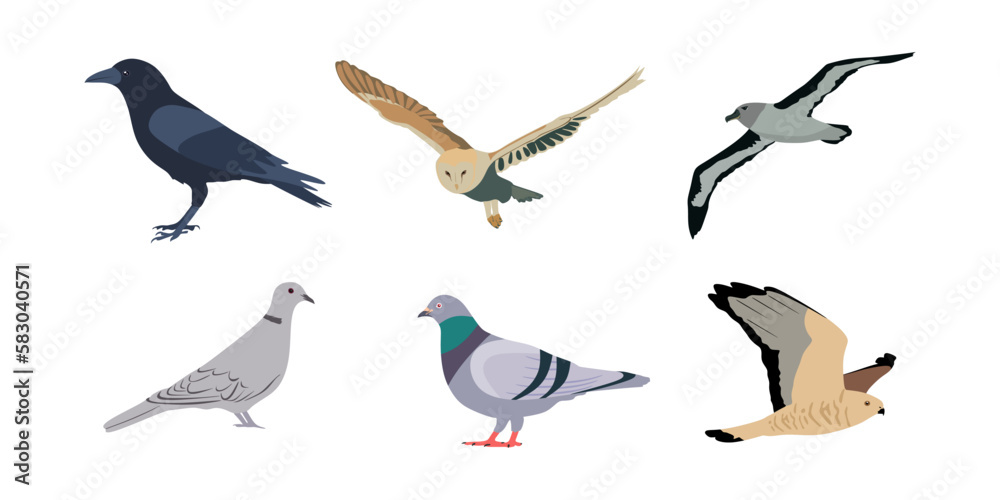 Set of birds isolated on white background. Flat style illustration ...