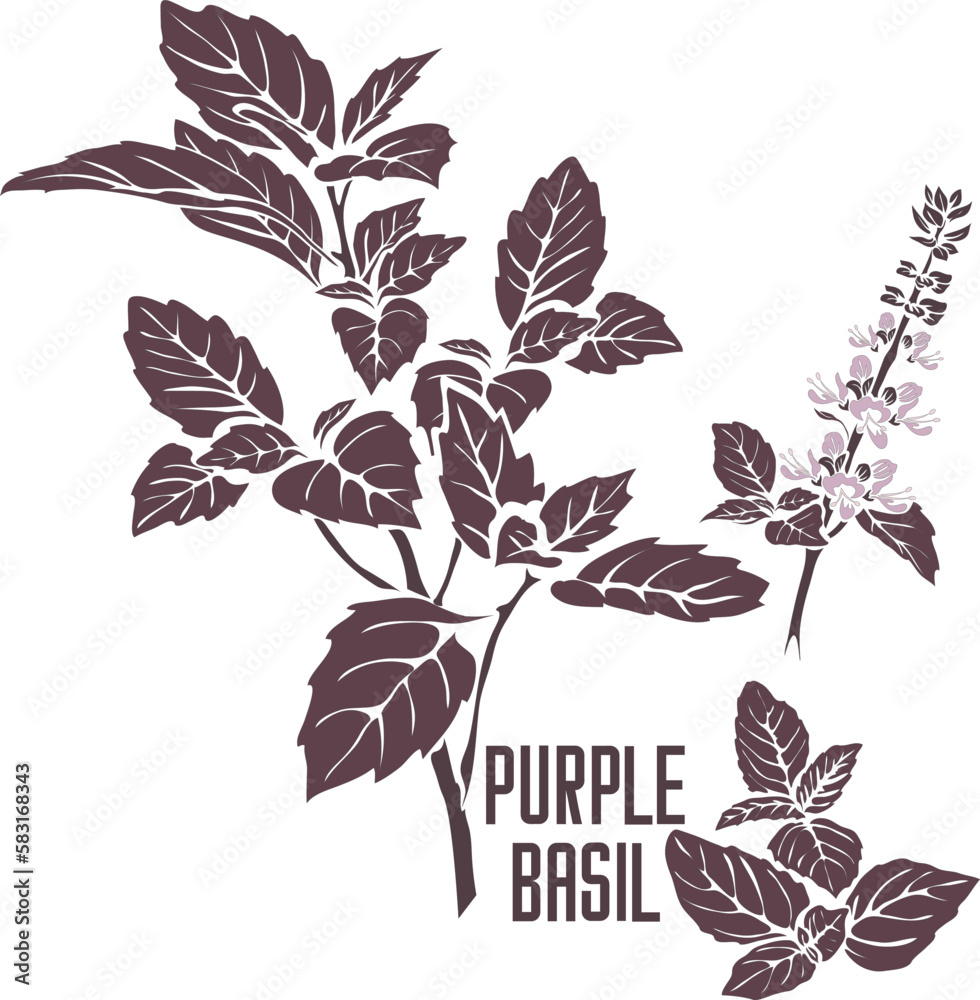 Purple basil plant in color vector silhouette. Ocimum basilicum plant ...
