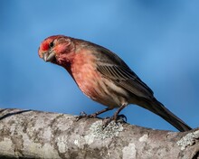 House Finch Perched Free Stock Photo - Public Domain Pictures