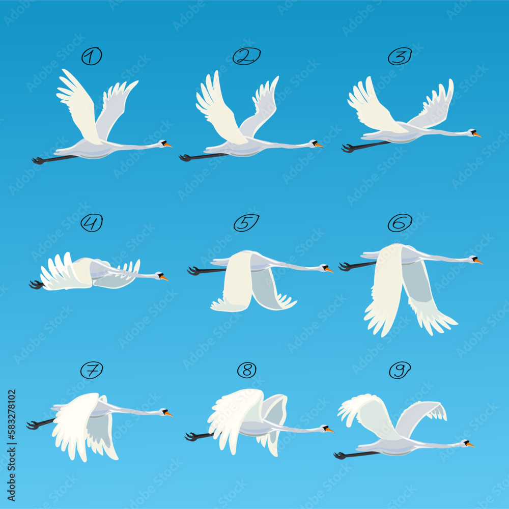 Swane animation. Bird animation, nine key frames. Swanes isolated on ...