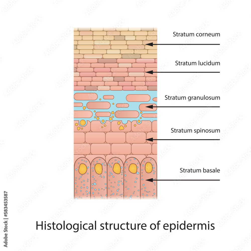 Histological structure of epidermis - skin layers shcematic vector ...