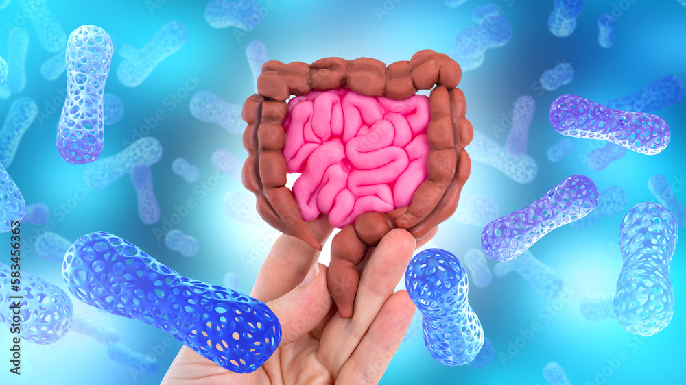 Intestines of person with probiotics. Useful bacteria around digestive ...