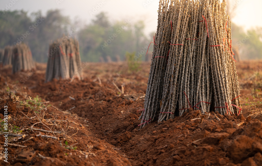 Cassava farm. Manioc or tapioca plant field. Bundle of cassava trees in ...