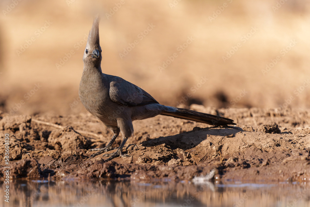 Stock-Foto „Grey Go-away-bird or Grey Lourie (Corythaixoides concolor ...