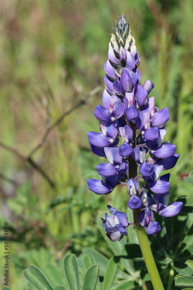 Blue flowering terminal indeterminate raceme inflorescence of Lupinus ...