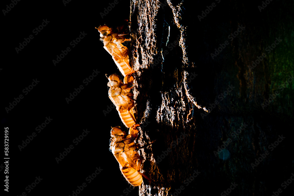 molting cicada strategy, Cicada insect stick on trees, Cicadas in the ...