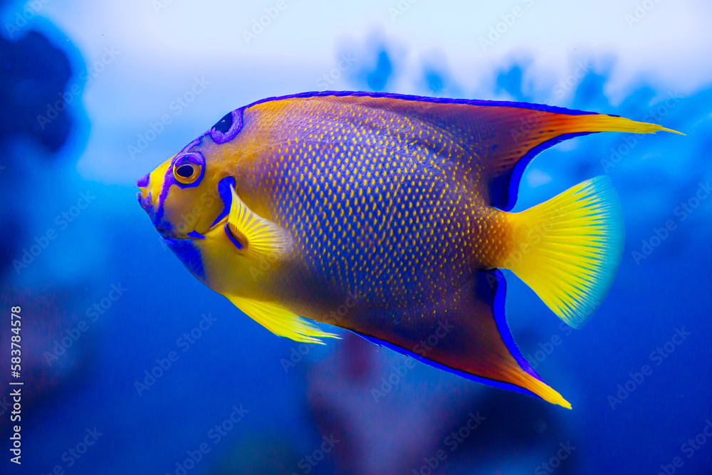 Angel fish-royal isabelita (Latin Paracanthurus hepatus) of bright blue ...