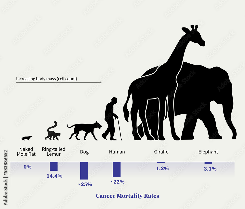 Animal size vs cancer mortality rate, graph Stock Illustration | Adobe ...