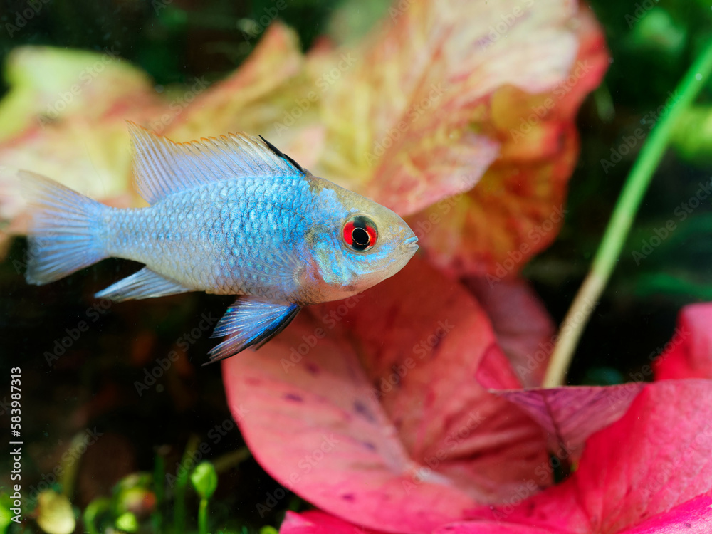 Electric blue ram dwarf cichlid (Mikrogeophagus ramirezi) in front of ...