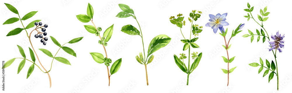 watercolor drawing herbs of traditional chinese medicine, Amur cork ...