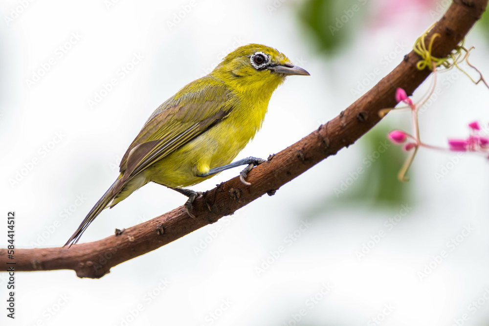 The Javan white-eye (Zosterops flavus) is a bird species in the family ...