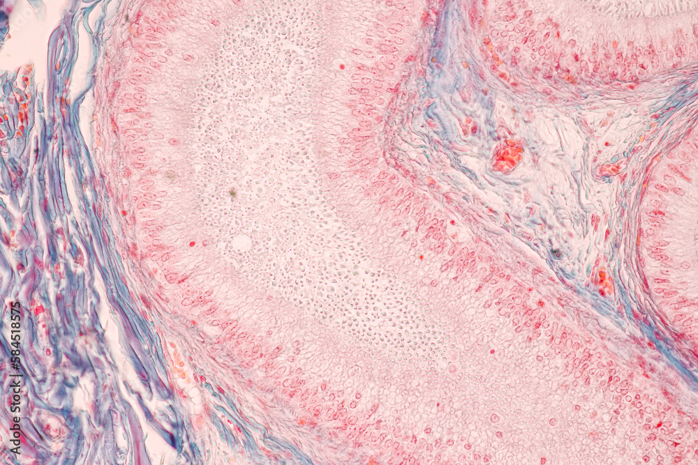 Anatomy and Histological Epididymis and Testis human cells under ...