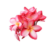 Temple Flower Decoration Free Stock Photo - Public Domain Pictures