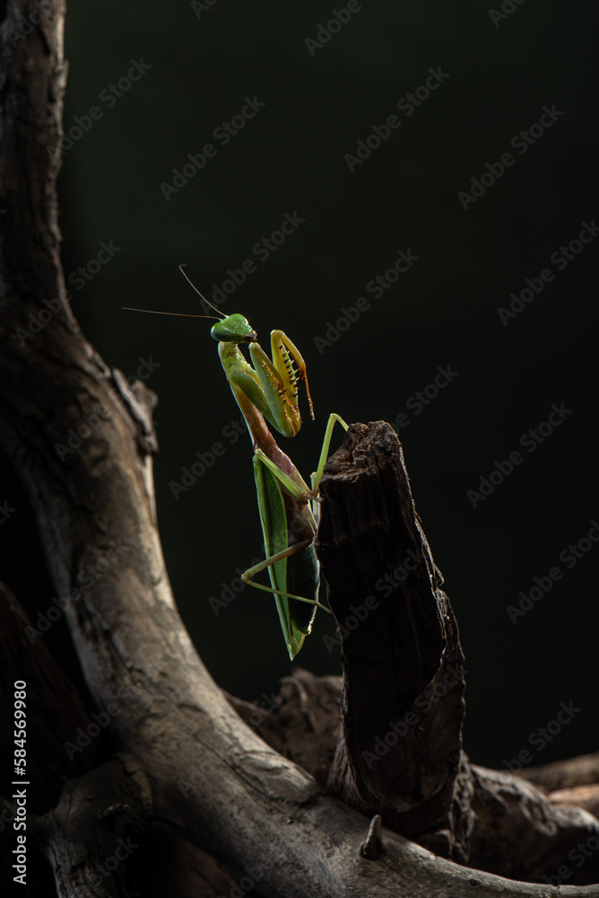 Giant green tree mantis sits on branch on dark green background ...