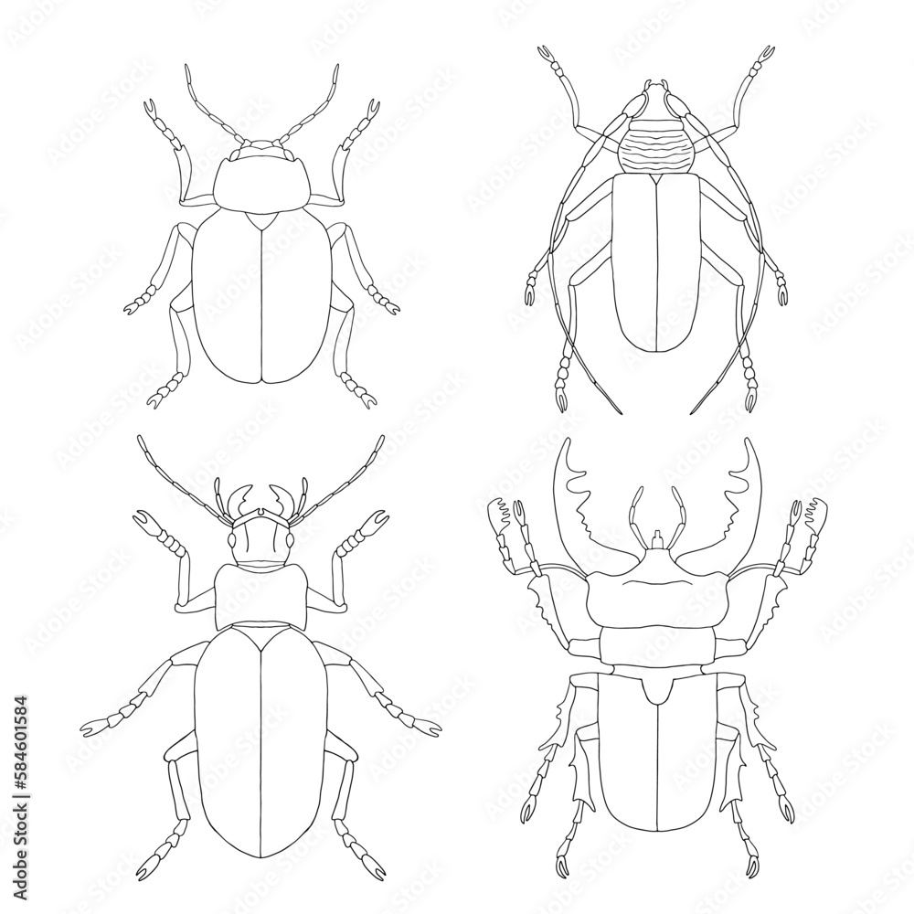 Vector de Stock Set of beetles, simple linear outline drawing by hand ...