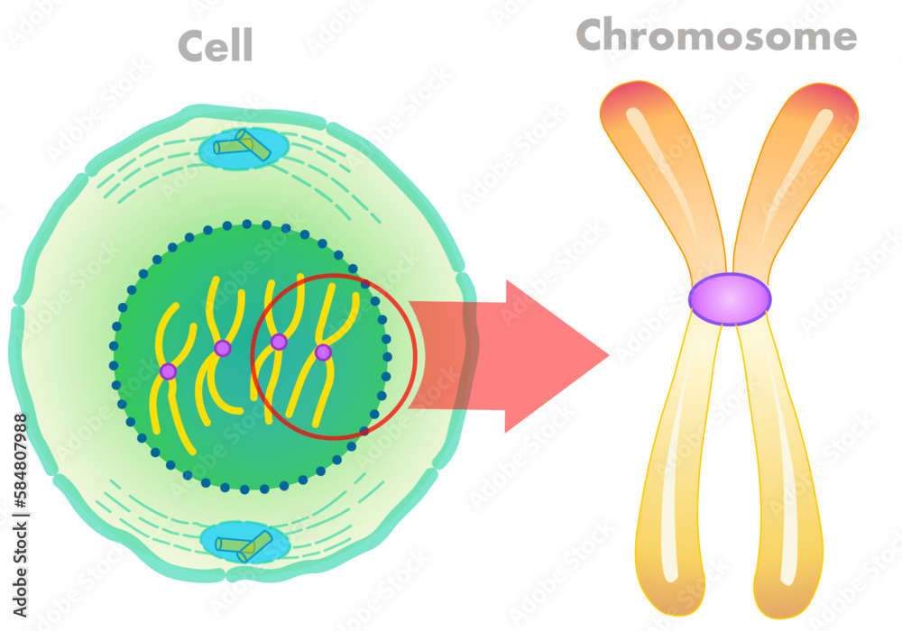 Cell and chromosome structure. Chromosomes are found inside the nucleus. Parts anatomy, diagram ...