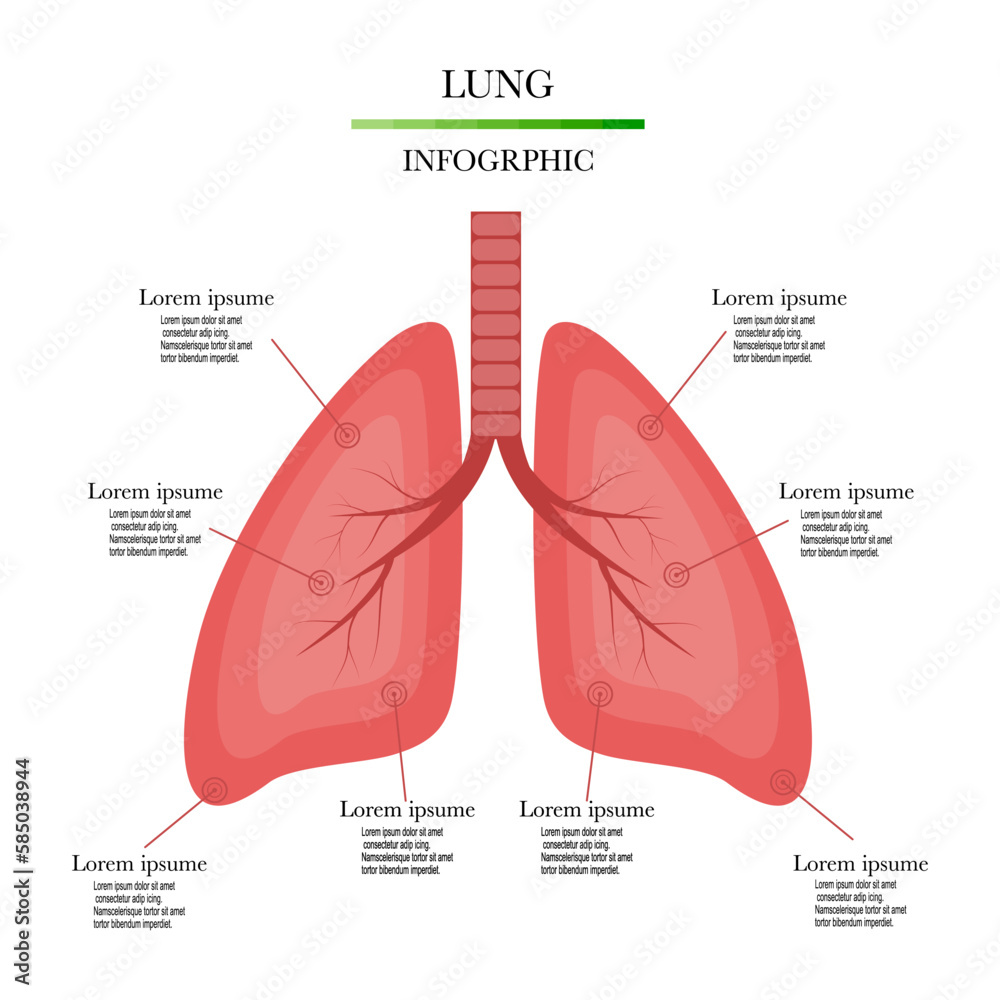 Lungs Infographic Guidelines medical science learning pattern, media, internal organs and ...
