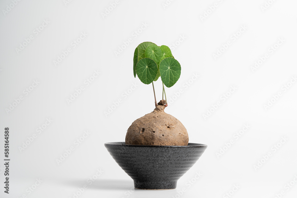 Stephania Erecta caudex plant with isolated white background. Caudex ...