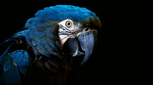 Blue Parrot Free Stock Photo - Public Domain Pictures