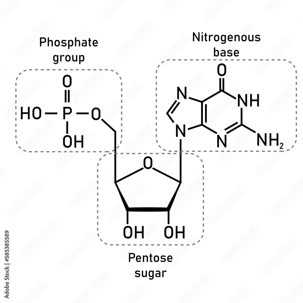 Vektor Chemical structure of DNA nucleotide. Three parts of a ...
