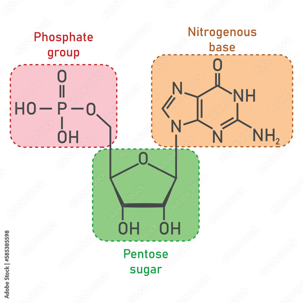 Chemical structure of DNA nucleotide. Three parts of a nucleotide ...
