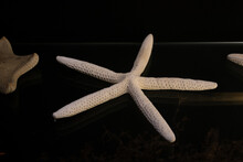 Starfish Skeleton Free Stock Photo - Public Domain Pictures