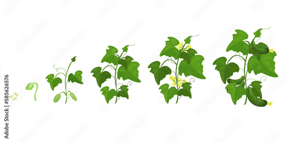 Life cycle of cucumber plant. Stages of growth from seed and sprout to ...