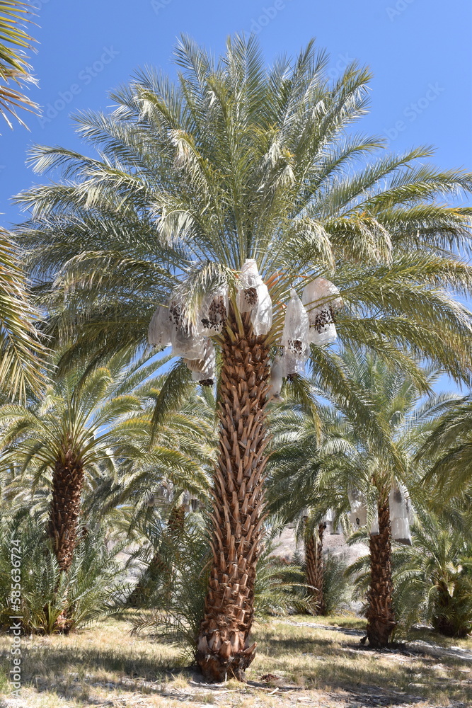 Plantation of date palms at a date farm date palm at China Ranch Date ...