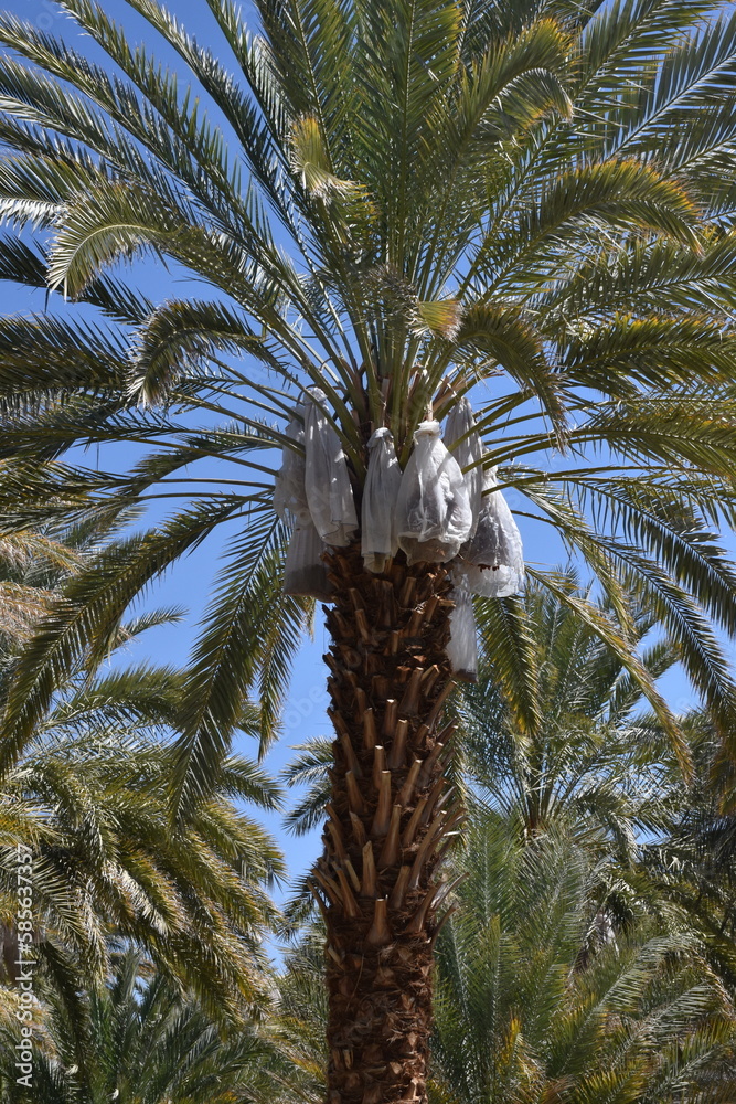 Plantation of date palms at a date farm date palm at China Ranch Date ...